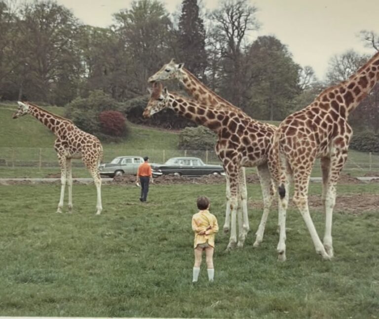 The Petting Zoo